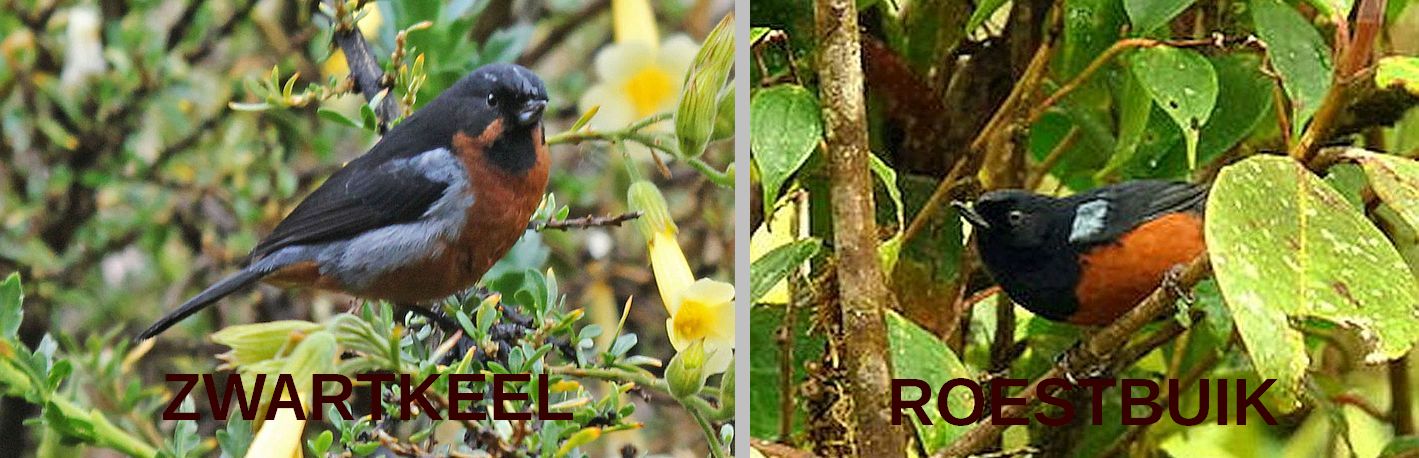 Lange dierennamen | Achter de sansevieria's